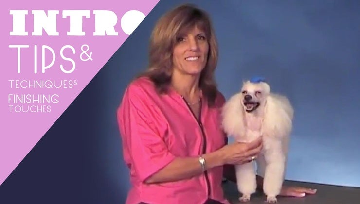 Jodi Murphy's Tips, Techniques & Finishing Grooming Video | Jodi Murphy ...