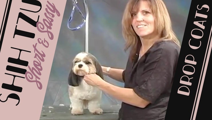 Jodi Murphy's Shih Tzu: Short & Sassy Grooming Video Course | Jodi ...