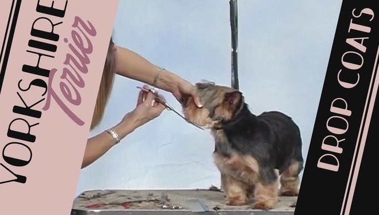 Jodi Murphy's Yorkshire Terrier Grooming Video | Jodi Murphy ...