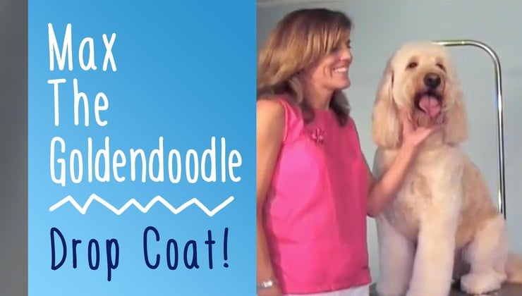 Jodi Murphy's Goldendoodle Drop Coat Grooming Video | Jodi Murphy ...
