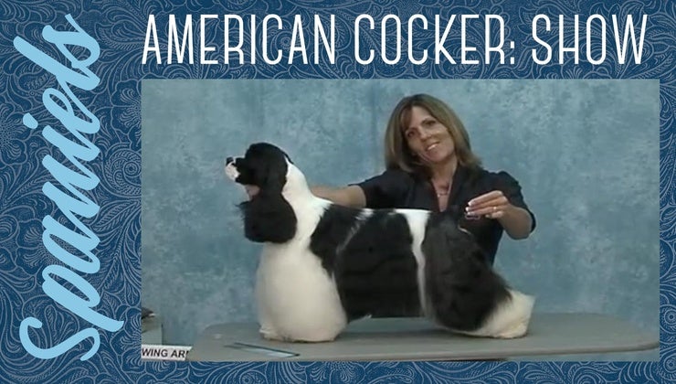 Jodi Murphy's American Cocker Spaniel Show Grooming Video | Jodi Murphy ...