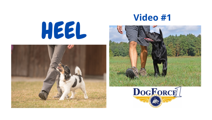 How To Teach A Dog to Walk-Heel Command/Heinz Dog Training | Heinz Dog ...