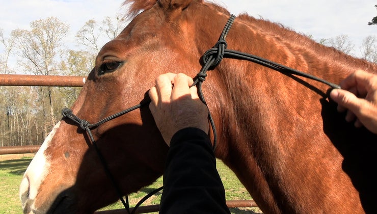 Good Habits - Haltering Do's And Don'ts