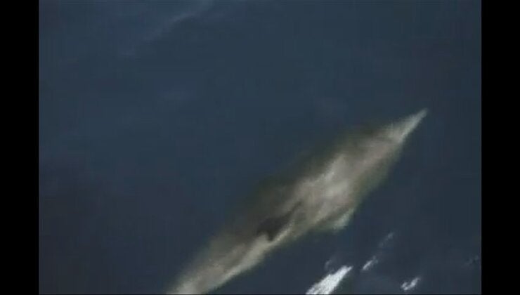 FLIPPER'S HOUR OF PERIL