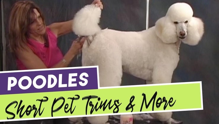 Jodi Murphy's Poodle Grooming Video | Jodi Murphy Instructional Series ...