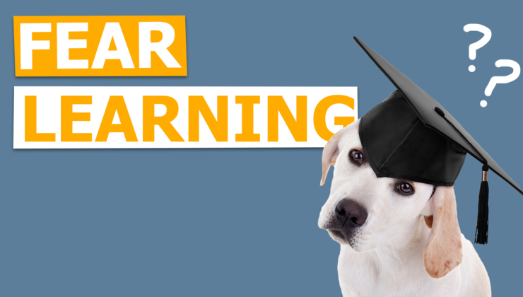 Let's learn how dogs learn fears!