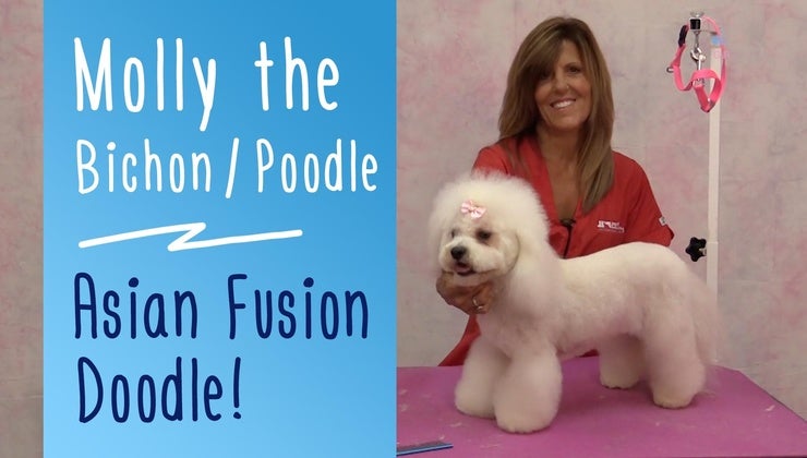 Jodi Murphy's Asian Fusion Doodle Grooming Video | Jodi Murphy ...