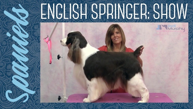 Jodi Murphy's English Springer Spaniel Show Grooming Video | Jodi ...
