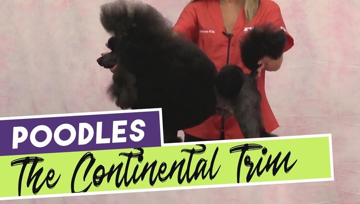 Jodi Murphy's Poodle Continental Trim Grooming Video | Jodi Murphy ...