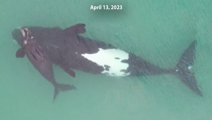 Vocal fry whales | WORLD Watch