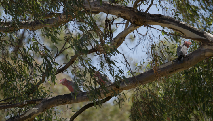 2.6 Pasture Australian Native Land And Horses