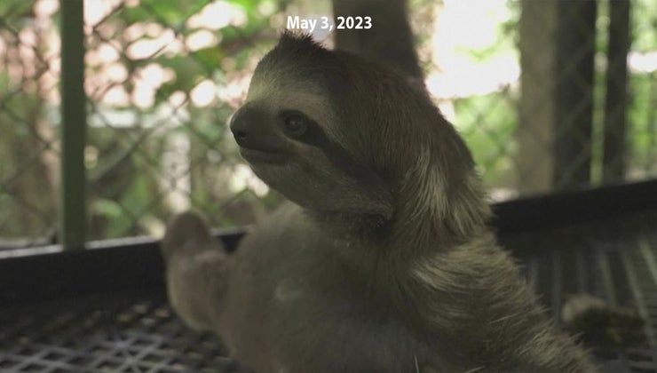 Sloth antibiotics | WORLD Watch