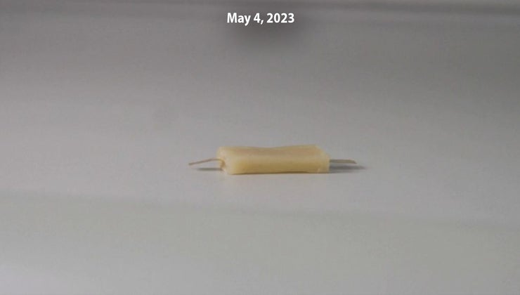 Edible battery | WORLD Watch