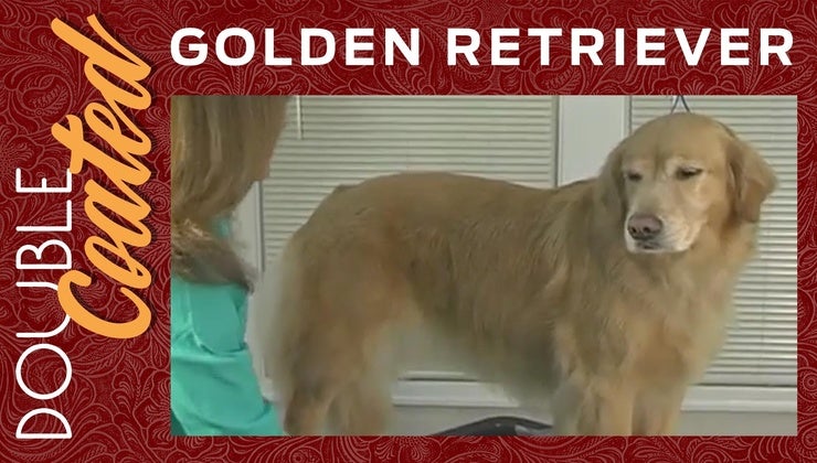 Jodi Murphy's Golden Retriever Grooming Video | Jodi Murphy ...