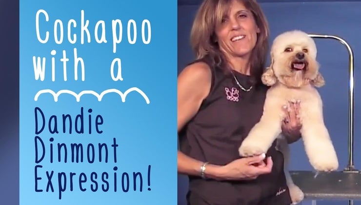 Jodi Murphy's Cockapoo with a Dandie Dinmont Grooming Video | Jodi ...