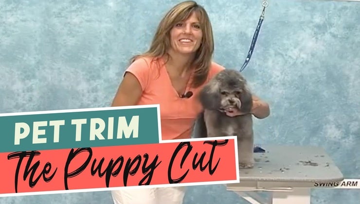 Jodi Murphy's The Puppy Cut Grooming Video | Jodi Murphy Instructional ...