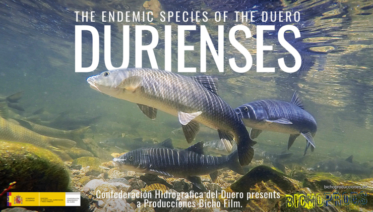 Durienses: The Endemic Species Of The Duero | ADVENTURE+