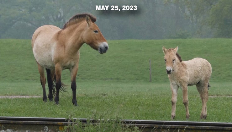 Birth of Rare Wild Horses | WORLD Watch