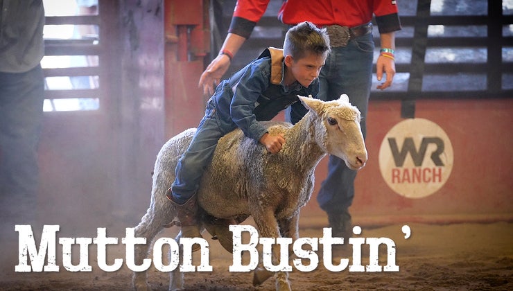 Mutton Bustin At Whiskey Ridge Ranch