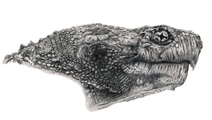 Drawing Animals in Graphite