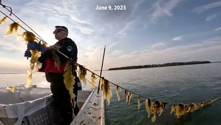 Whales and Kelp Farming | WORLD Watch Schools