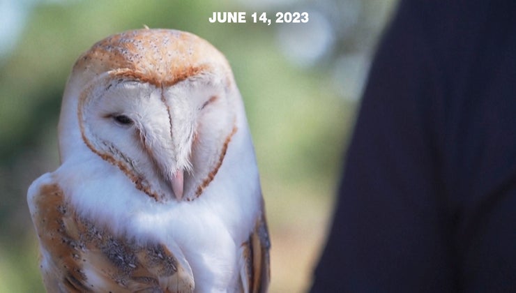 Owls to the Rescue | WORLD Watch