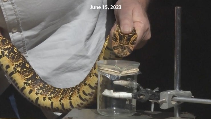 Dogs Dying from Shortage of Anti-venom | WORLD Watch