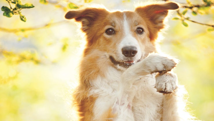 Advanced Clicker Skills: Shaping and Targeting | Tawzer Dog