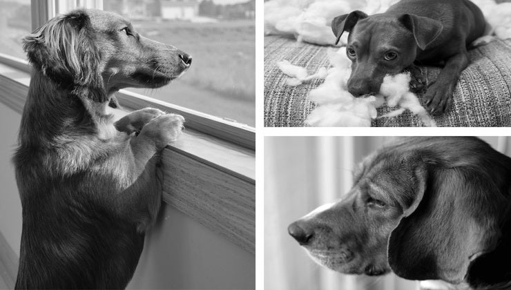 Fixing the Unfixable: A New Look at Separation Anxiety | Tawzer Dog