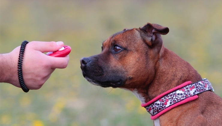 An Introduction to Clicker Training | Video on Demand by Karen Pryor ...