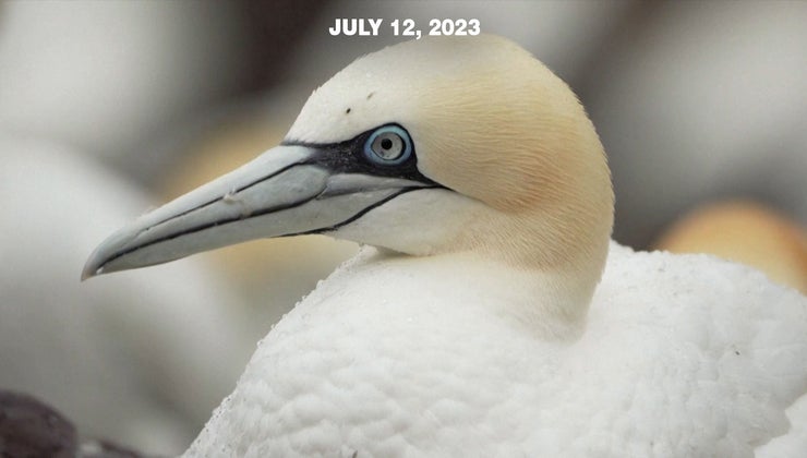 Gannets Are Back | WORLD Watch