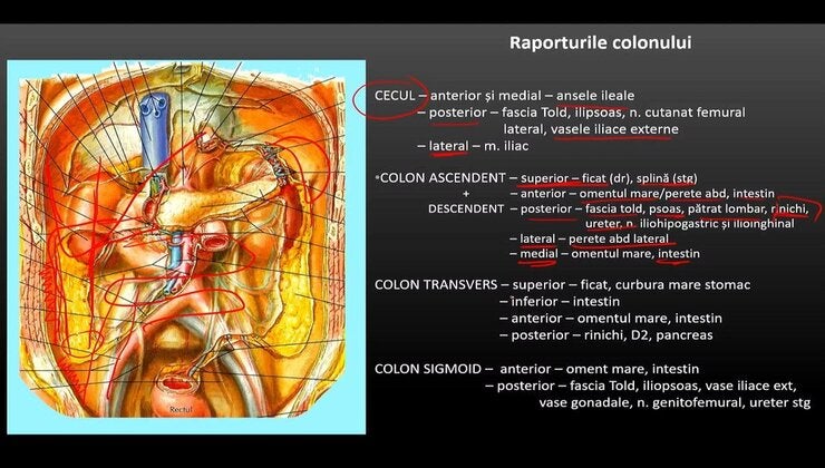 Tub Digestiv. Anatomie. Sonoanatomie