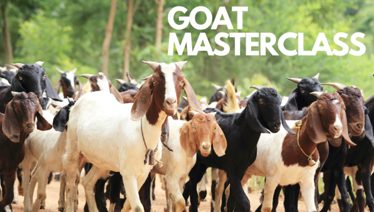 Goat Masterclass