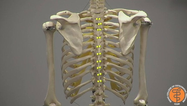 Posterior Thoracic Counterstrain Tenderpoints | OMT Video Library