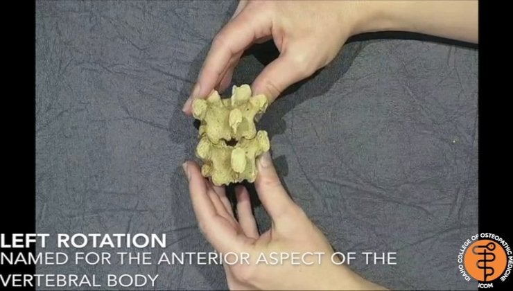 Vertebral Motion | OMT Video Library