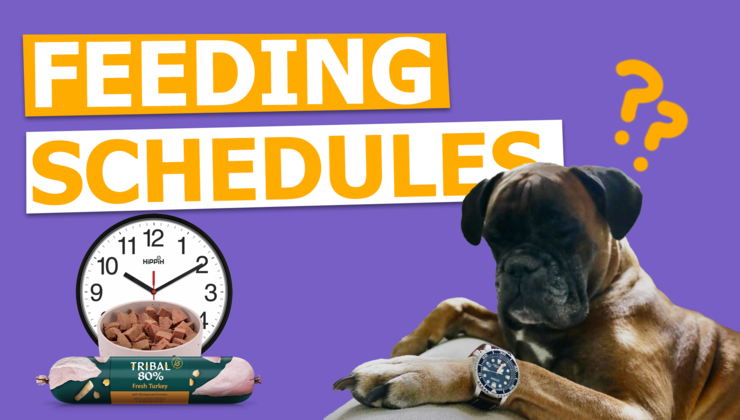 Feeding Schedule