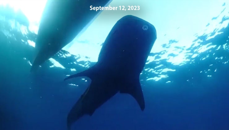 Whale Shark Conservation | WORLD Watch