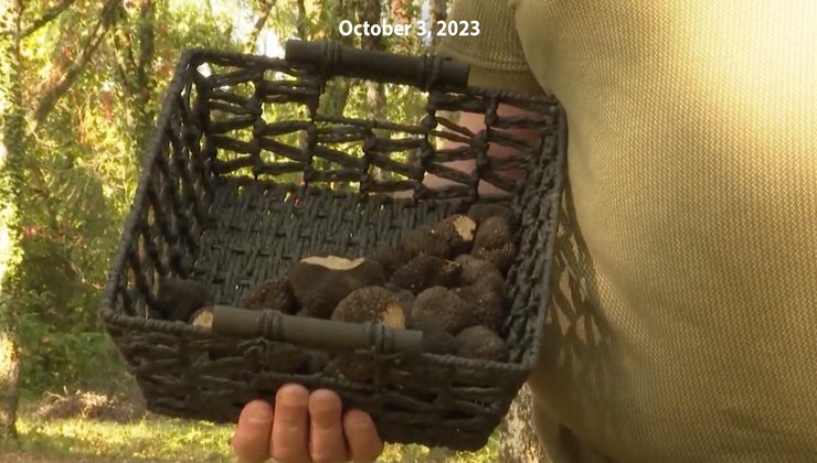 Truffle Hunting | WORLD Watch