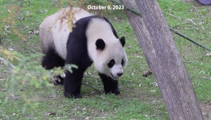 Panda Diplomacy | WORLD Watch