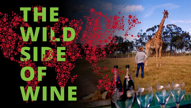 Trailer: The Wild Side of Wine | WineMasters.TV