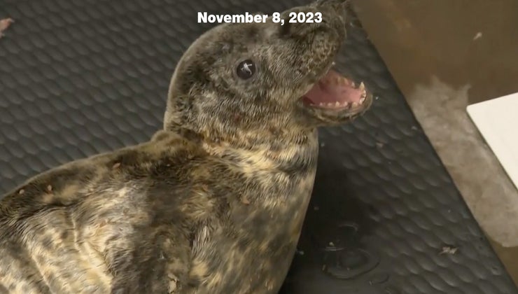 Seal Conservation | WORLD Watch