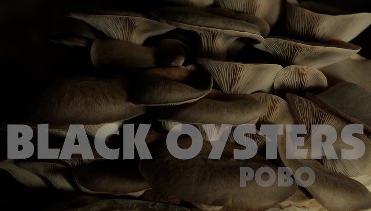 Blackoyster_pf | MycoWizards