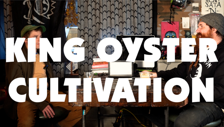 Kingoyst | MycoWizards