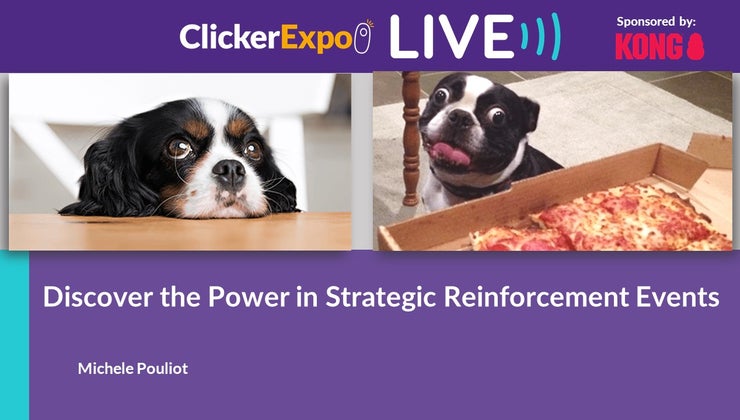 Discover the Power of Strategic Reinforcement Events - Michele Pouliot | Video on Demand by ...