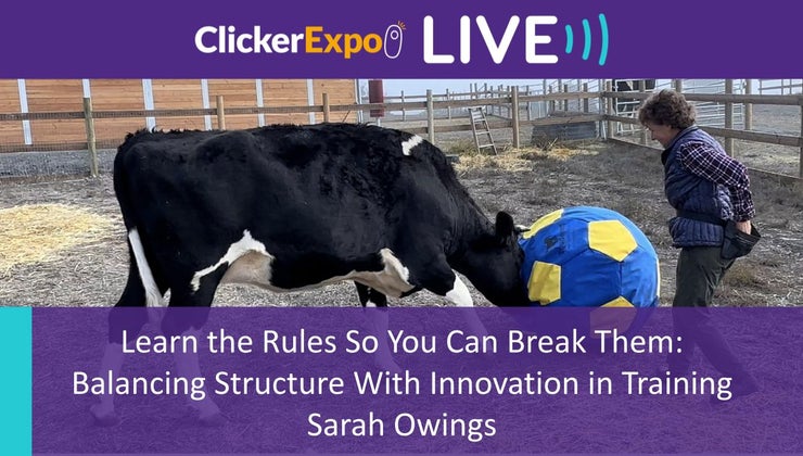 Learn The Rules So You Can Break Them: Balancing Structure With Innovation - Sarah Owings ...