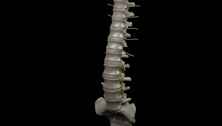T12 L1 Disc Herniation Symptoms – NZHGK