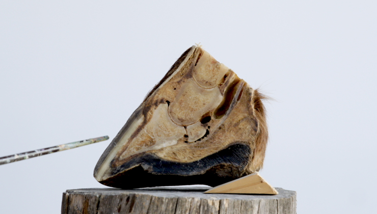 INSIDE THE HOOF: DETAILED ANATOMY COURSE FOR BETTER CARE