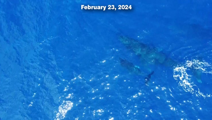 Deep-Sea Bounty Trough | WORLD Watch Schools
