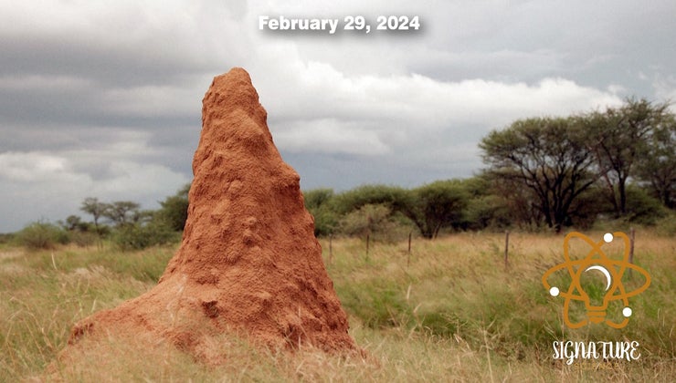 Signature Science: Termite architecture | WORLD Watch Schools