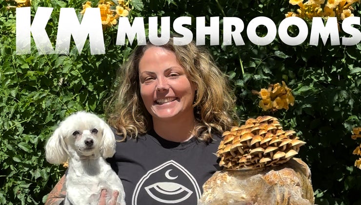 Km_mushroom-Mediumbitrate | MycoWizards